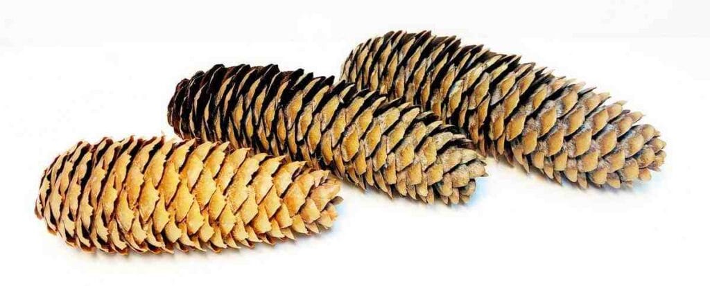 Melyik toboz fajták a legjobbak kreatív DIY alkotásokhoz?