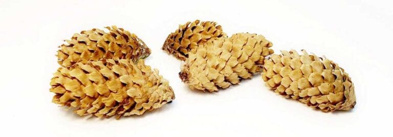 Melyik toboz fajták a legjobbak kreatív DIY alkotásokhoz?