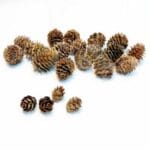 JAPÁN KIS TOBOZ 10/CS - Kreatív dekorációs termés