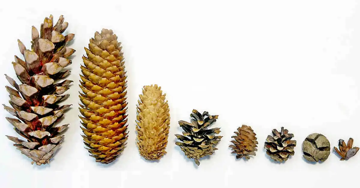 Melyik toboz fajták a legjobbak kreatív DIY alkotásokhoz?